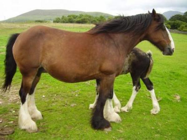 DigitalHorses: ASHA :: Information Management for the American Shire ...