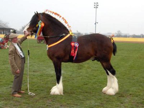 DigitalHorses: ASHA :: Information Management for the American Shire ...
